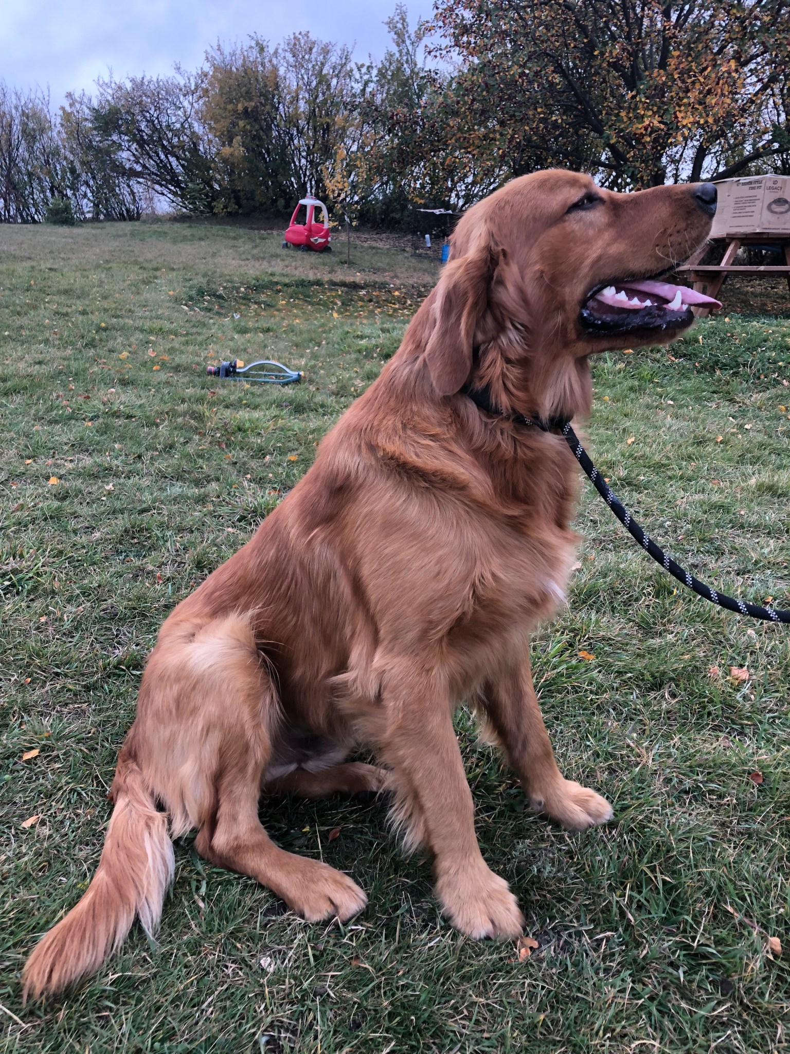 Our Dogs – Copper Acres