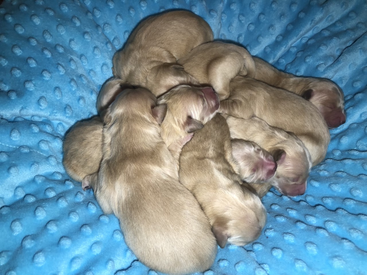 Luna & Watson Spring Pups! – Copper Acres