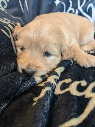 Luna and Ronan Spring pups – Copper Acres